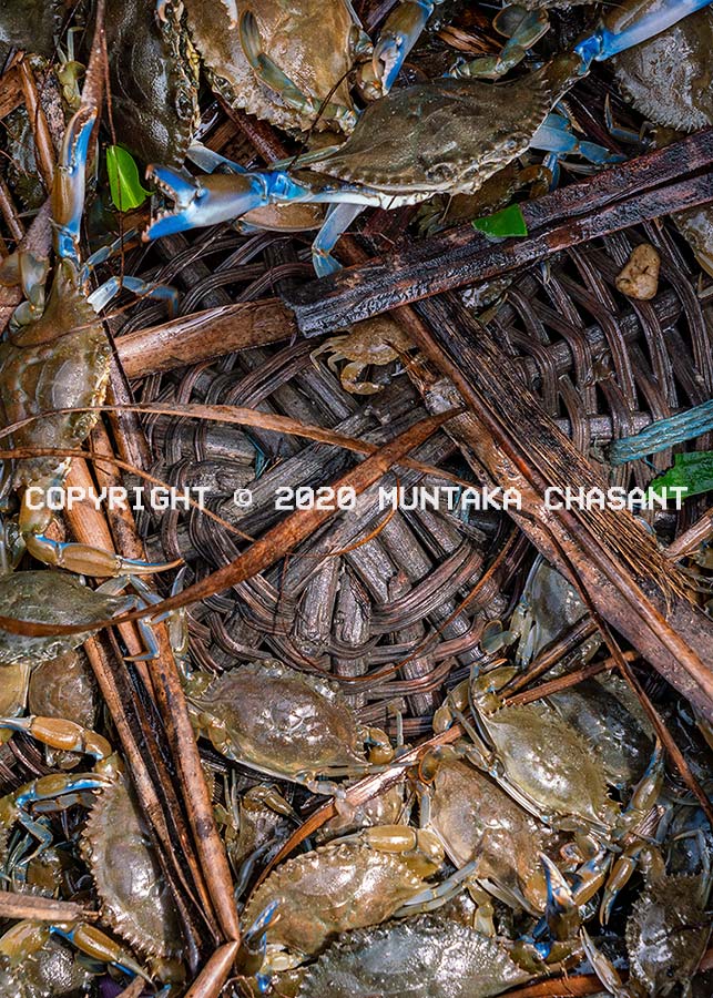 Fisheries and Climate Change in Ghana: Impacts, Causes and Solutions ...