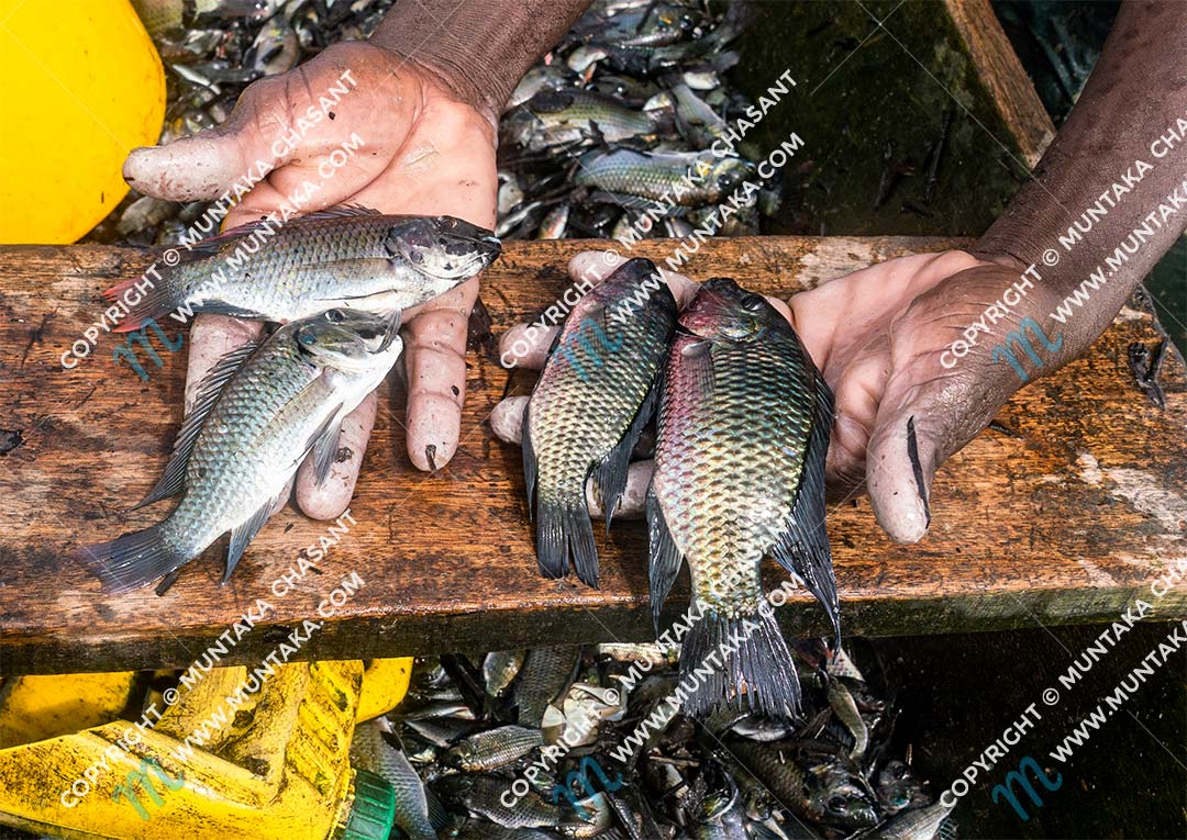 Fisheries and Mangroves in Ghana: Atidza and the Densu Delta Ecosystems ...