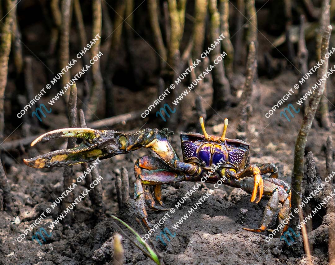 Fisheries and Mangroves in Ghana: Atidza and the Densu Delta Ecosystems ...