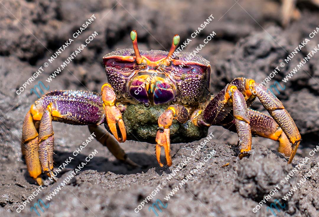 Fisheries and Mangroves in Ghana: Atidza and the Densu Delta Ecosystems ...