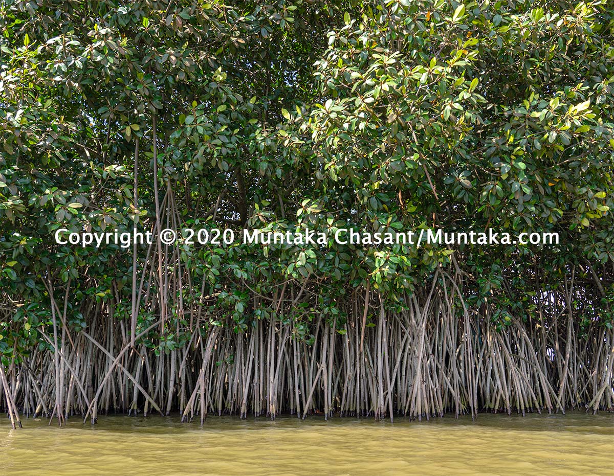 Fishing in Ghana: Atidza, Mangroves, and the Densu Delta Ecosystems ...