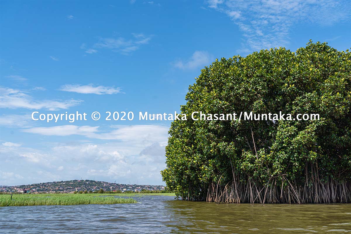 Fishing in Ghana: Atidza, Mangroves, and the Densu Delta Ecosystems ...