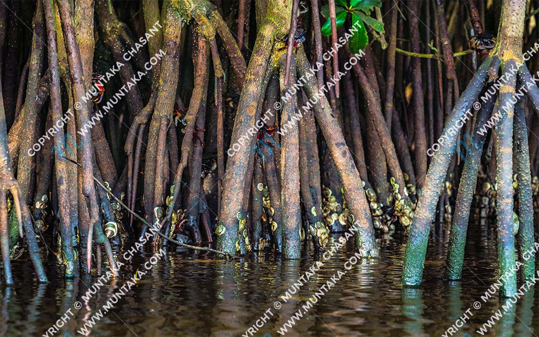 Fisheries and Mangroves in Ghana: Atidza and the Densu Delta Ecosystems ...