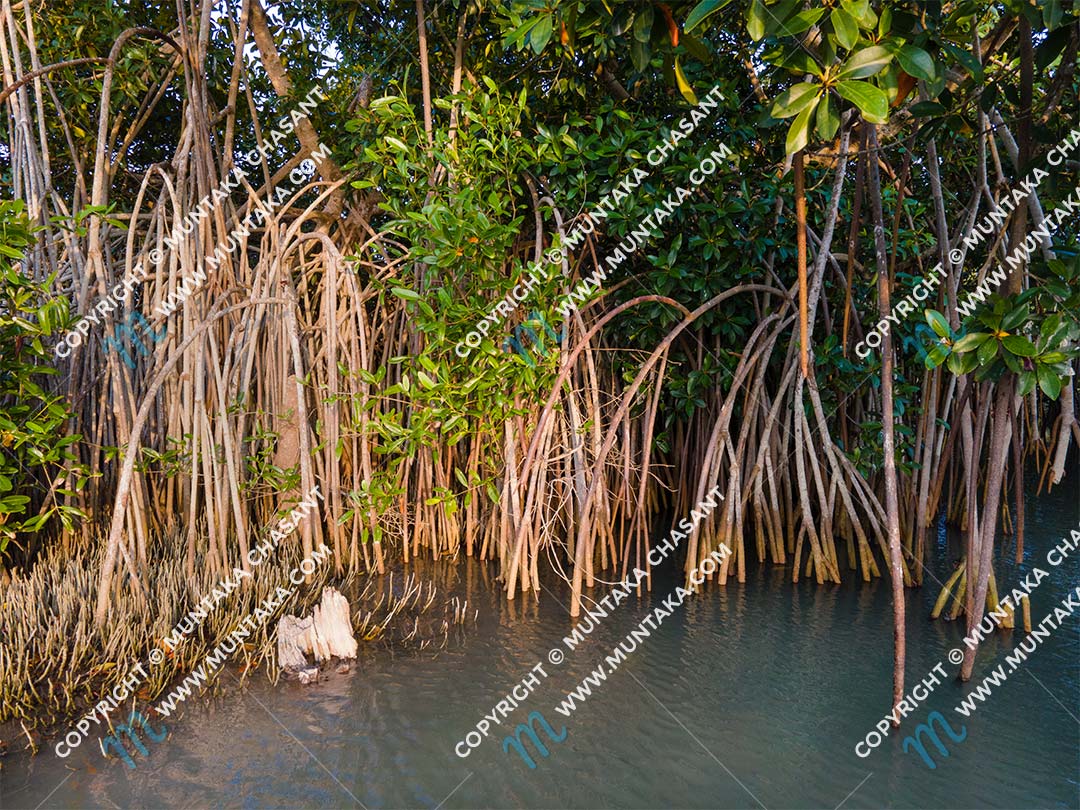 Fishing in Ghana: Atidza, Mangroves, and the Densu Delta Ecosystems ...