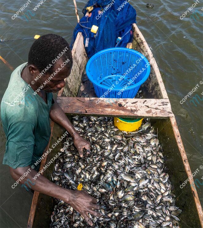 Fisheries and Mangroves in Ghana: Atidza and the Densu Delta Ecosystems ...
