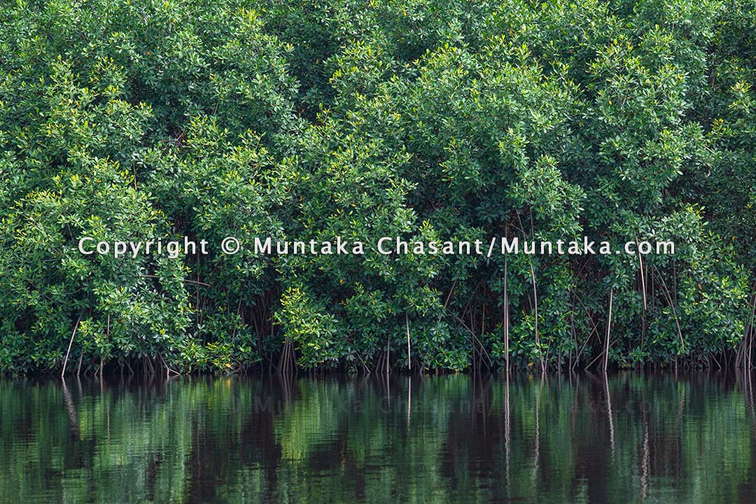 Fisheries and Mangroves in Ghana: Atidza and the Densu Delta Ecosystems ...