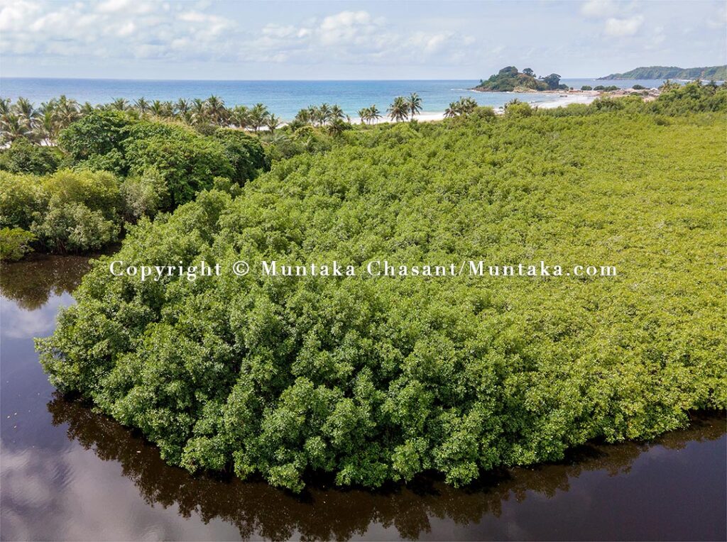 Fisheries and Mangroves in Ghana: Atidza and the Densu Delta Ecosystems ...